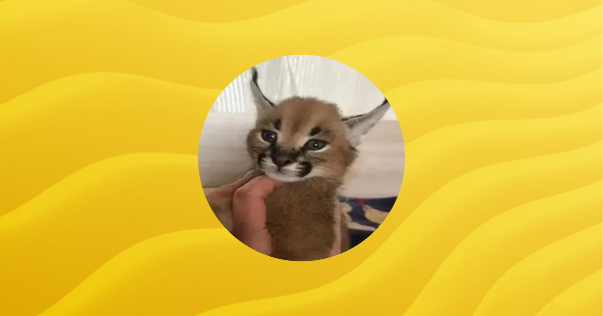 Lil Floppa's games - Guilded