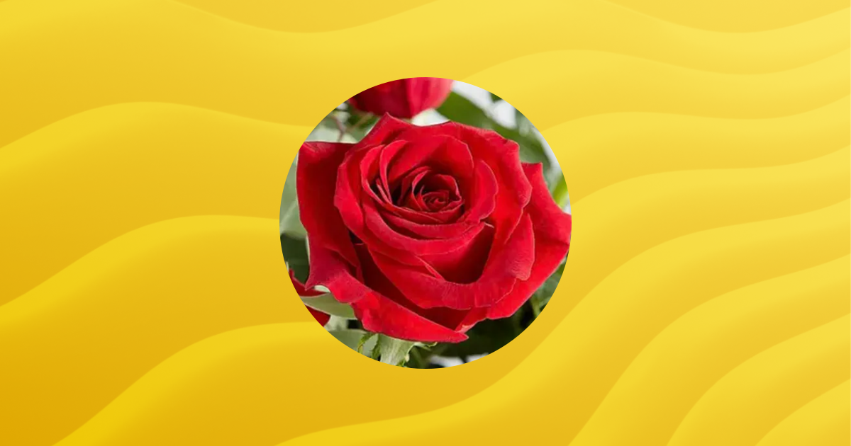 Rosana the Rose's teams - Guilded