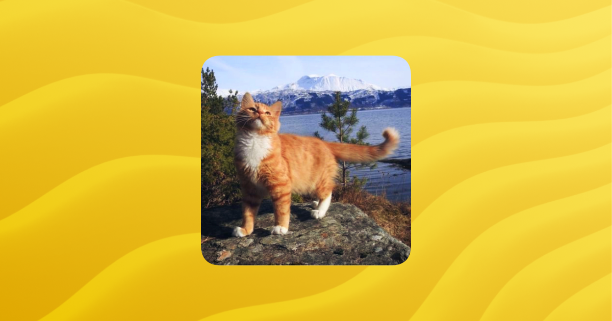 Overview - cherrydesign - Guilded