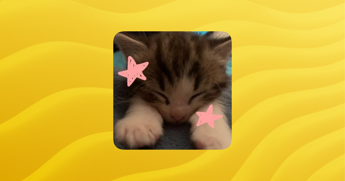 Carolina's awesome cat guild! - Guilded