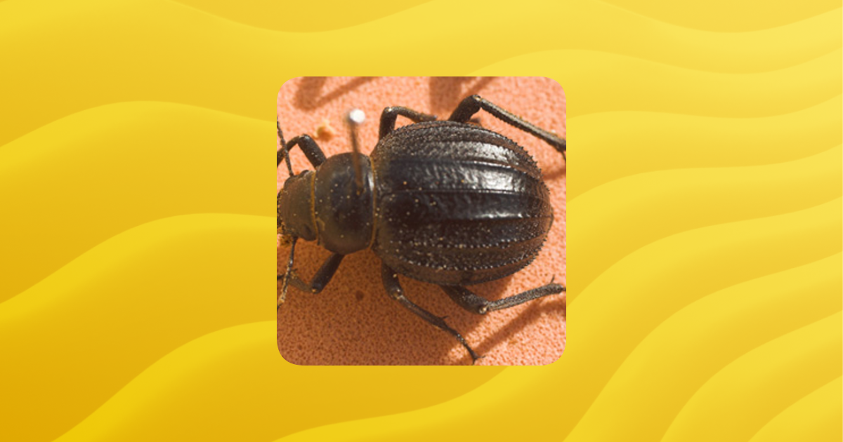 cursed - Members - Guilded