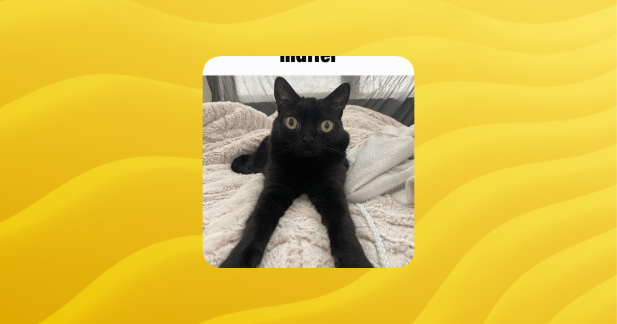 Overview - memes - Guilded