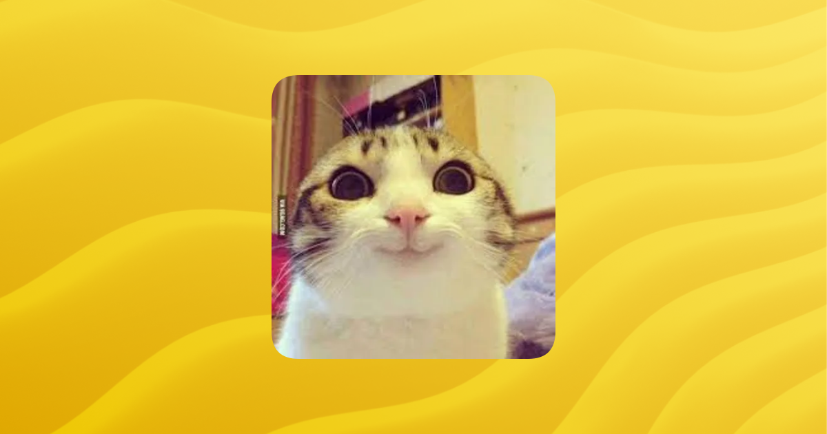 Overview - Mr cats team - Guilded